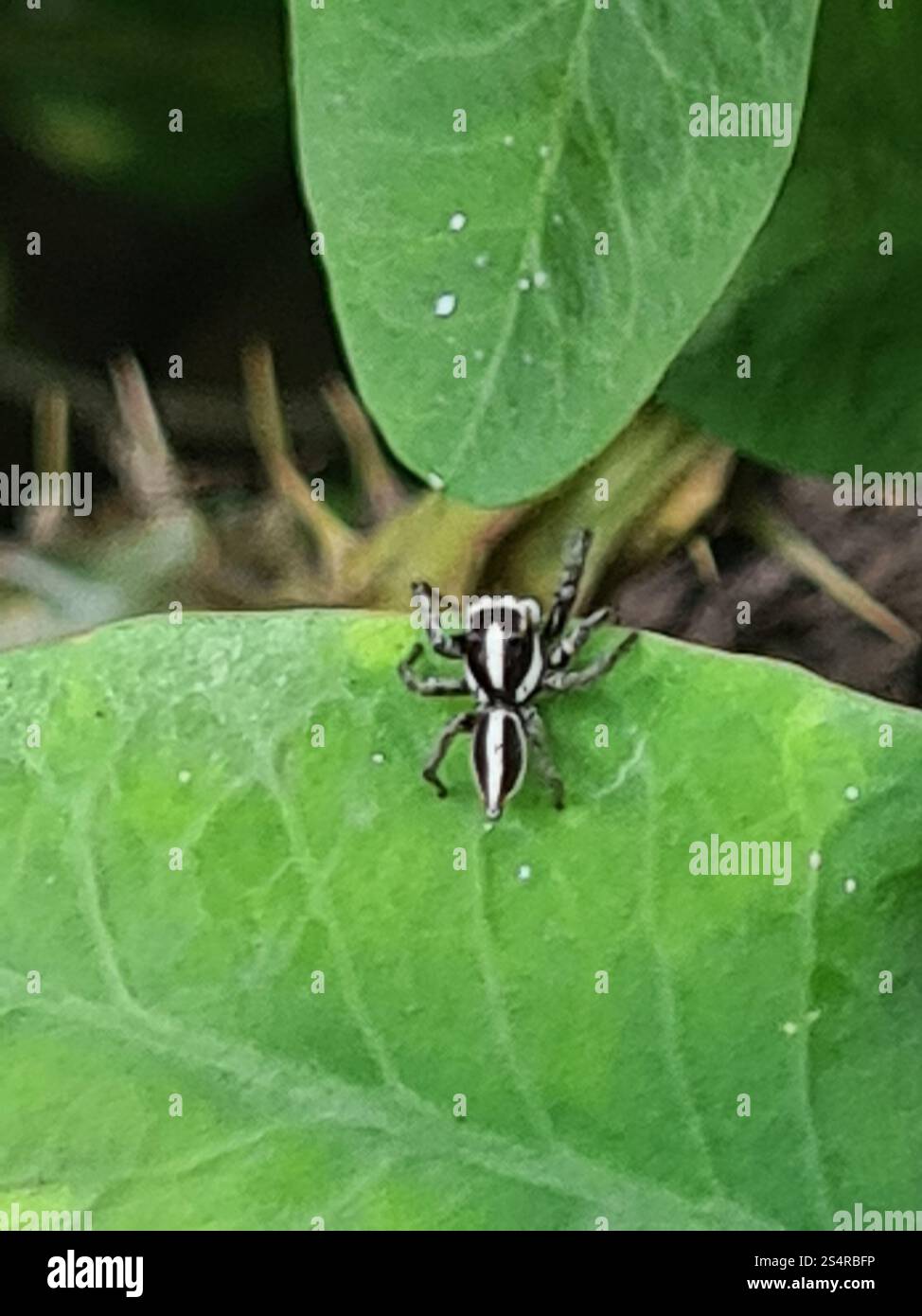 Pantropical Jumping Spider (Plexippus paykulli Stock Photo - Alamy
