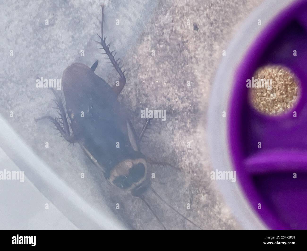 Australian Cockroach (Periplaneta australasiae Stock Photo - Alamy