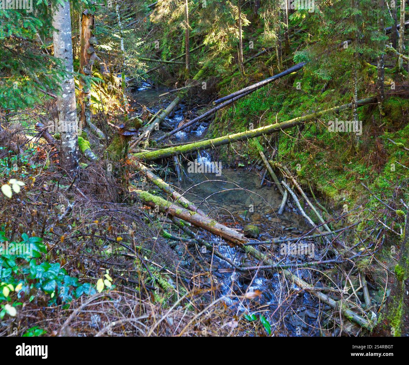 Autumn view river in forest hi-res stock photography and images - Alamy