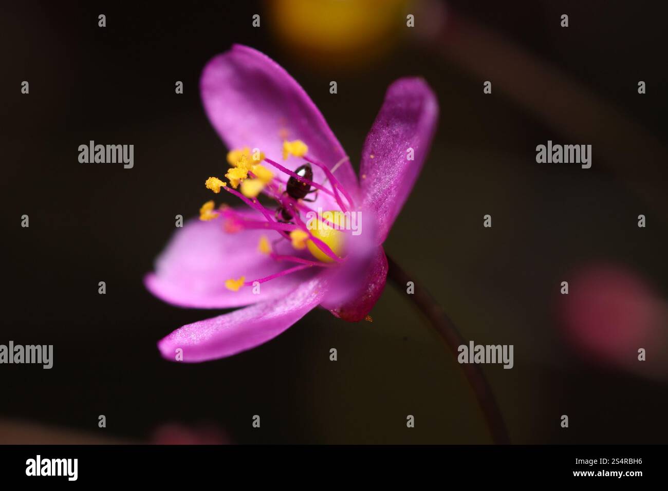 Jewels of Opar (Talinum paniculatum Stock Photo - Alamy