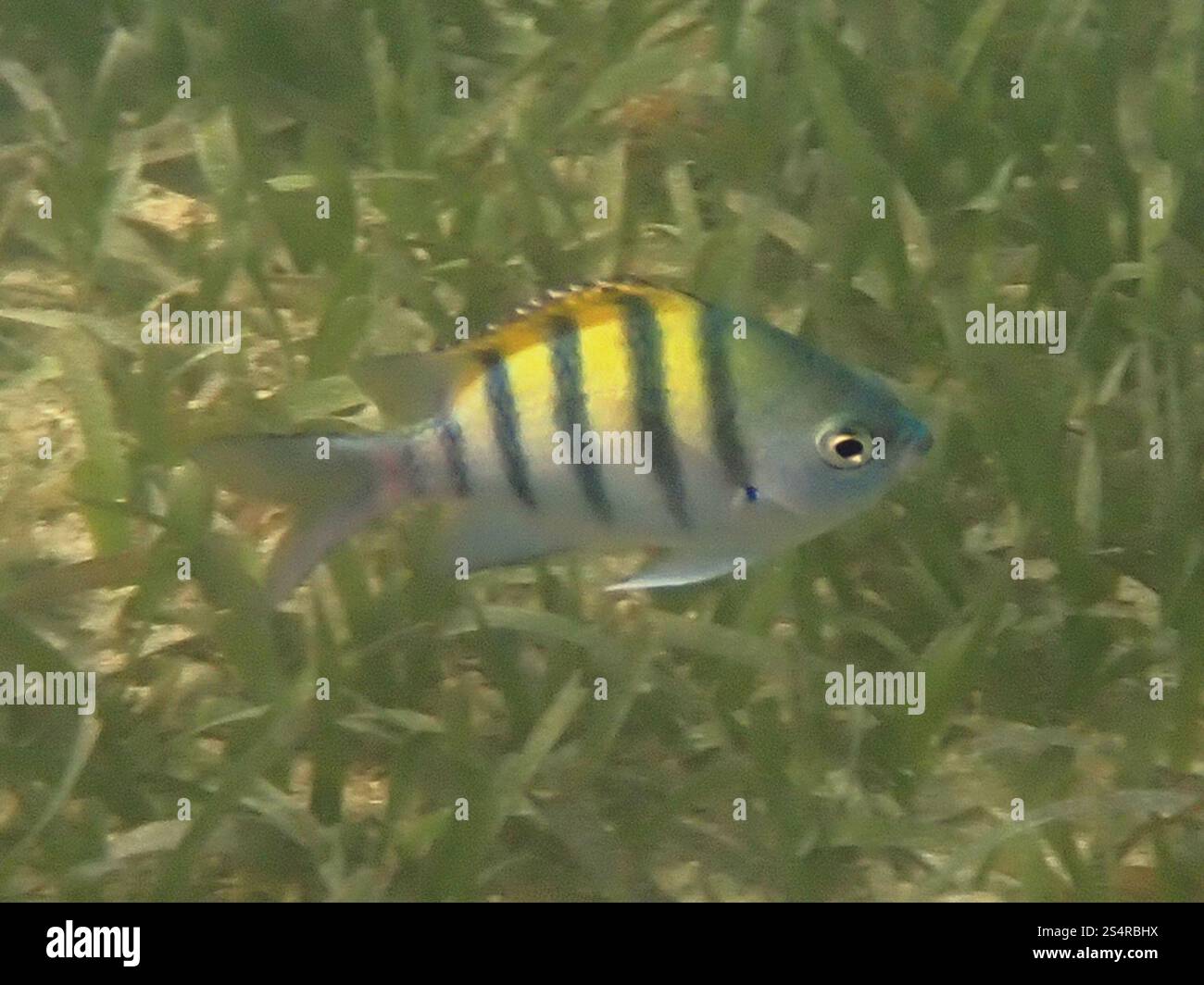Atlantic Sergeant Major (Abudefduf saxatilis Stock Photo - Alamy