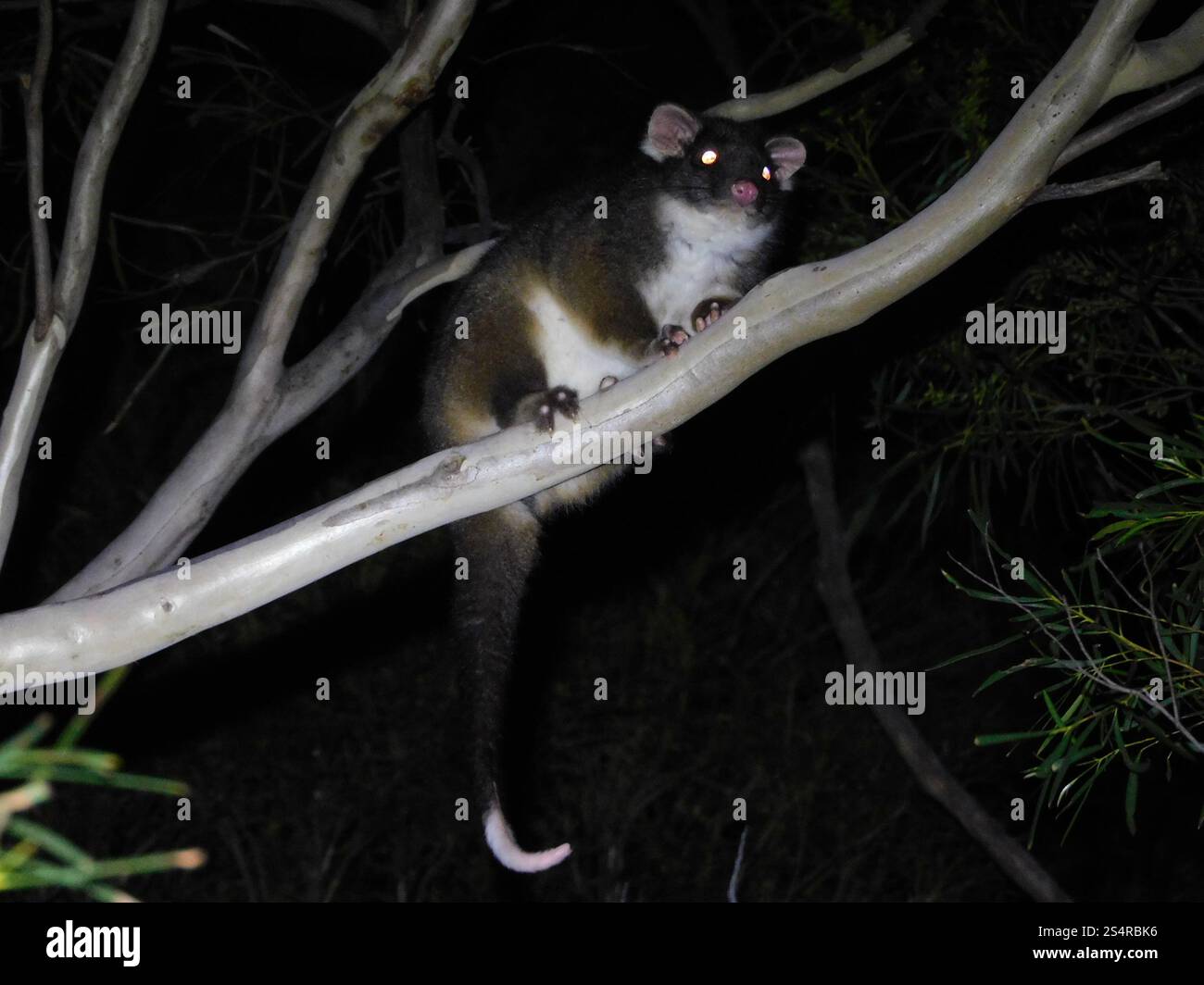Common Ring-tailed Possum (Pseudocheirus peregrinus Stock Photo - Alamy