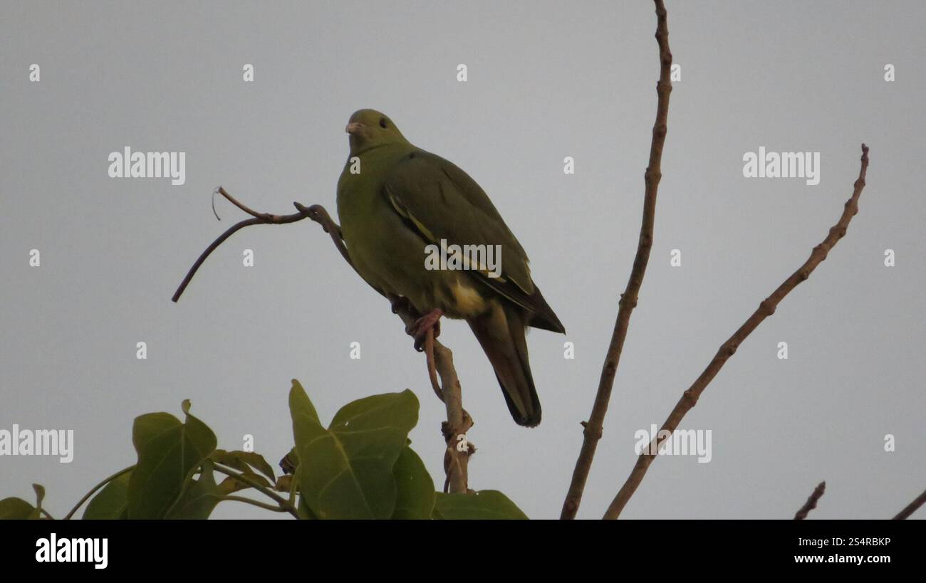 Pink-necked Green-Pigeon (Treron vernans Stock Photo - Alamy