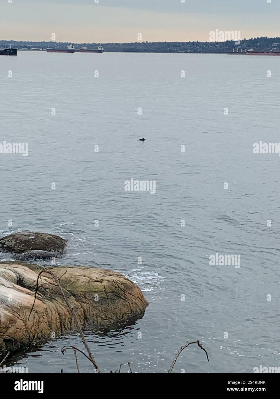 Harbour Porpoise (Phocoena phocoena Stock Photo - Alamy