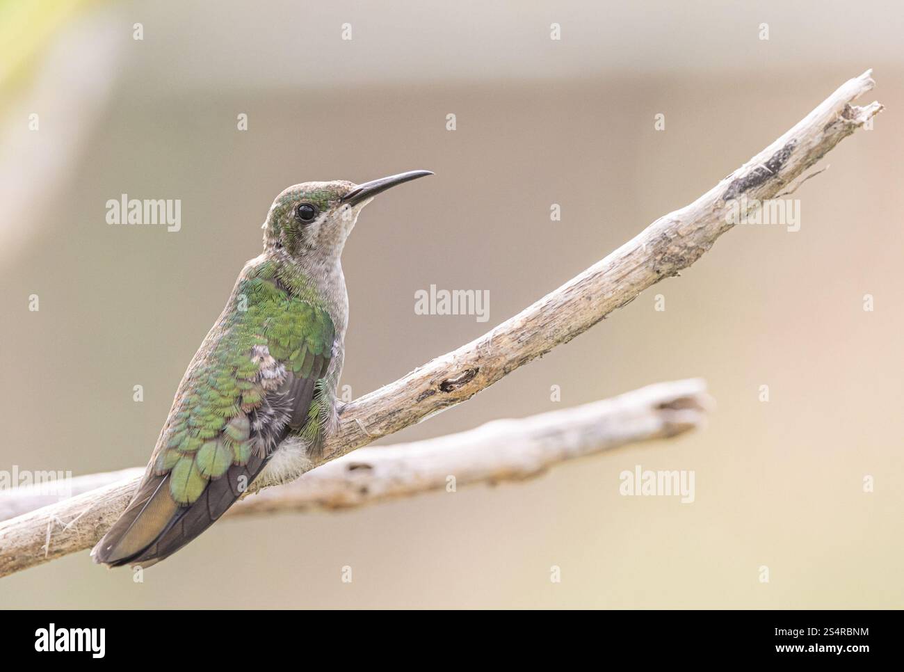 Hispaniolan Mango (Anthracothorax dominicus Stock Photo - Alamy