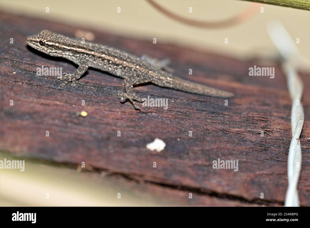 Common Dwarf Gecko (Lygodactylus capensis Stock Photo - Alamy