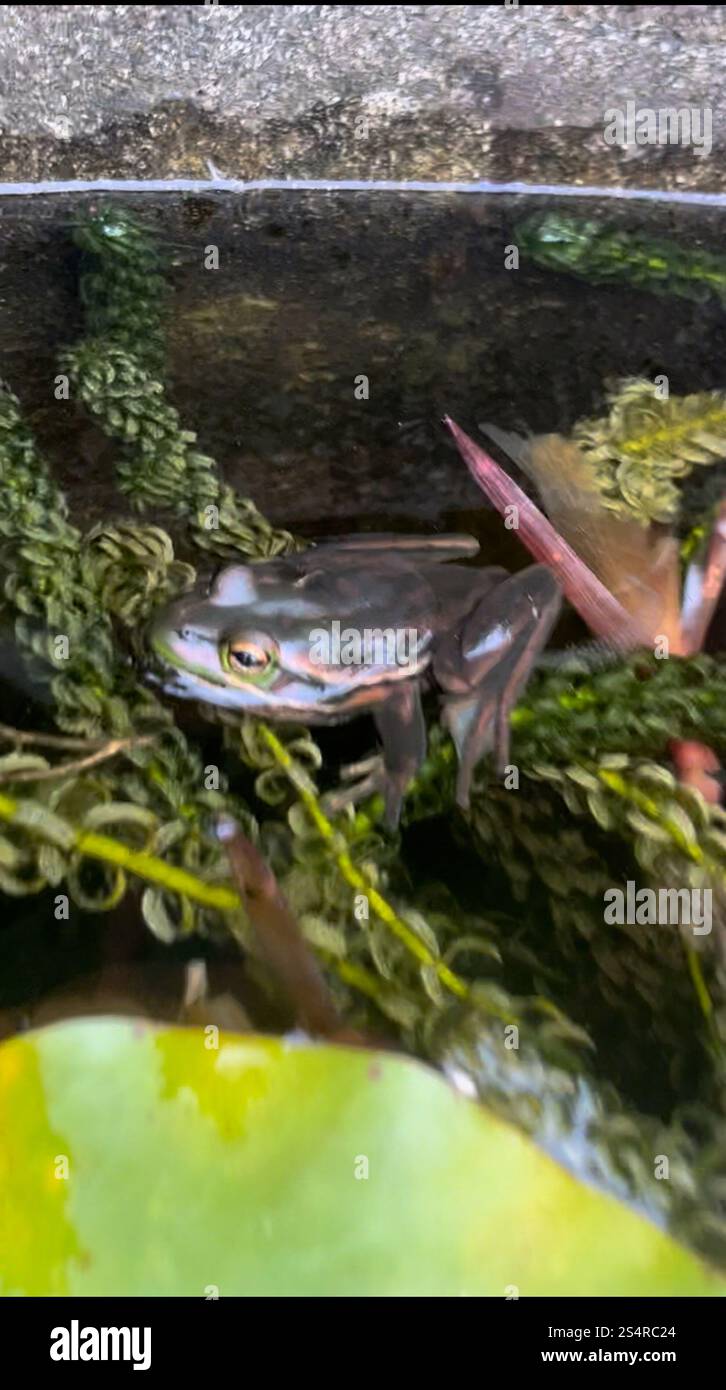 Green-and-Golden Bell Frog (Ranoidea aurea Stock Photo - Alamy