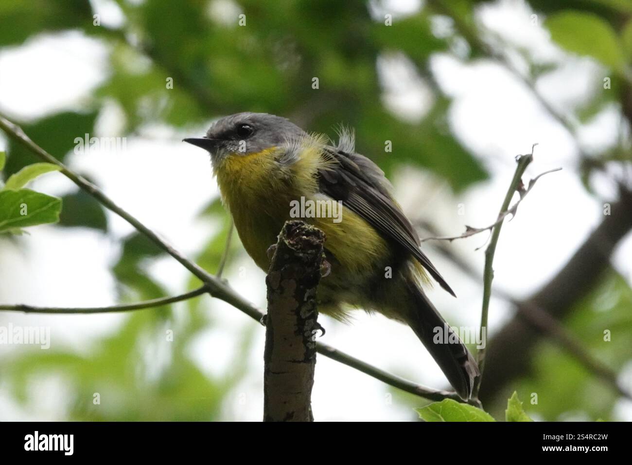 Eastern Yellow Robin (Eopsaltria australis Stock Photo - Alamy