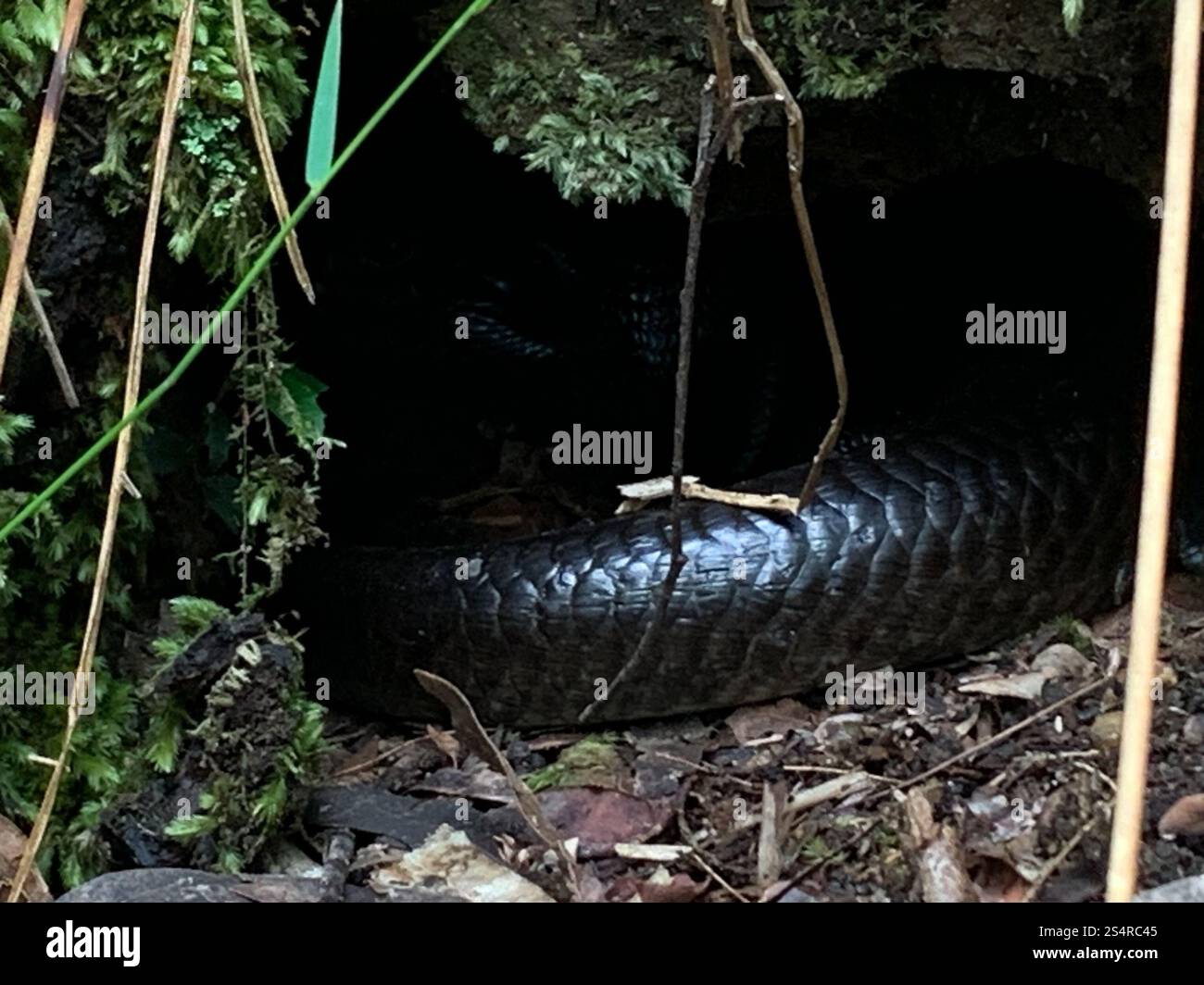 Land Mullet (Bellatorias major Stock Photo - Alamy