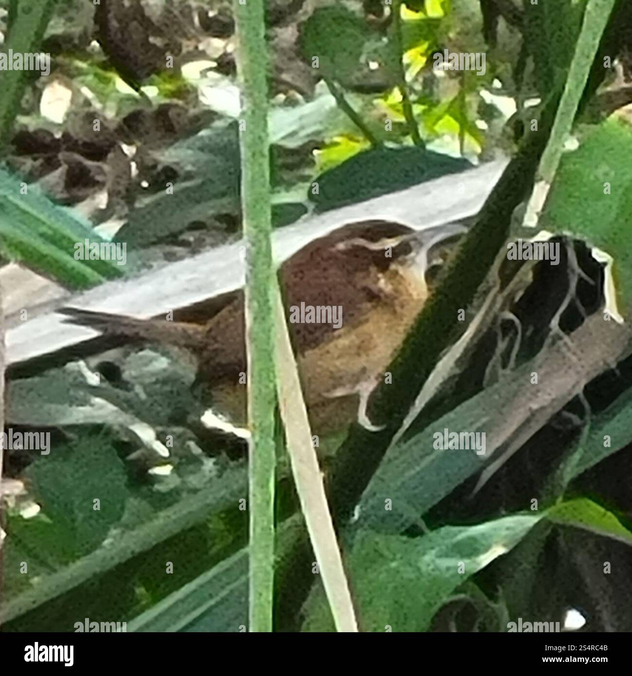 Carolina Wren (Thryothorus ludovicianus Stock Photo - Alamy