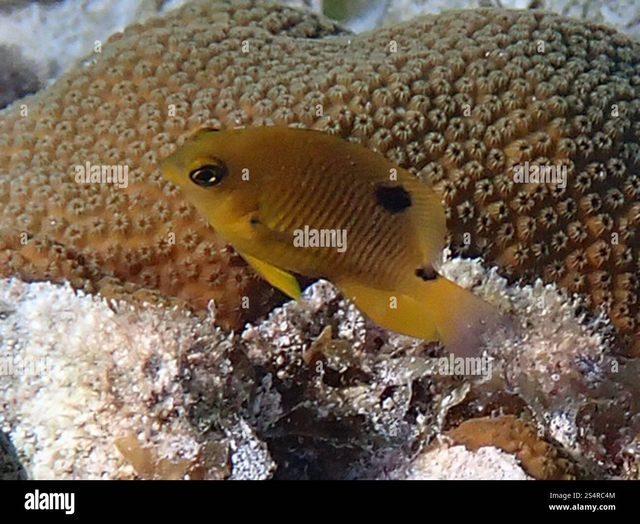Threespot Damselfish (Stegastes planifrons Stock Photo - Alamy