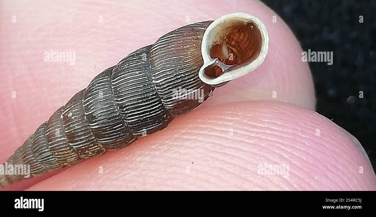 Two lipped door snail (Alinda biplicata Stock Photo - Alamy