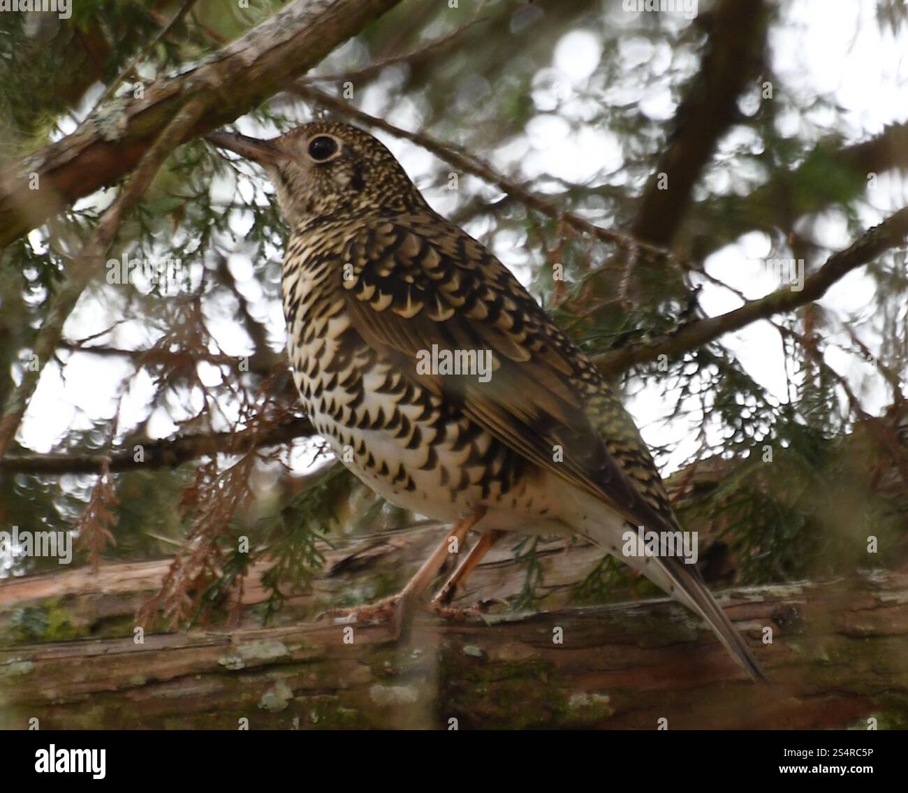 White's Thrush (Zoothera aurea Stock Photo - Alamy