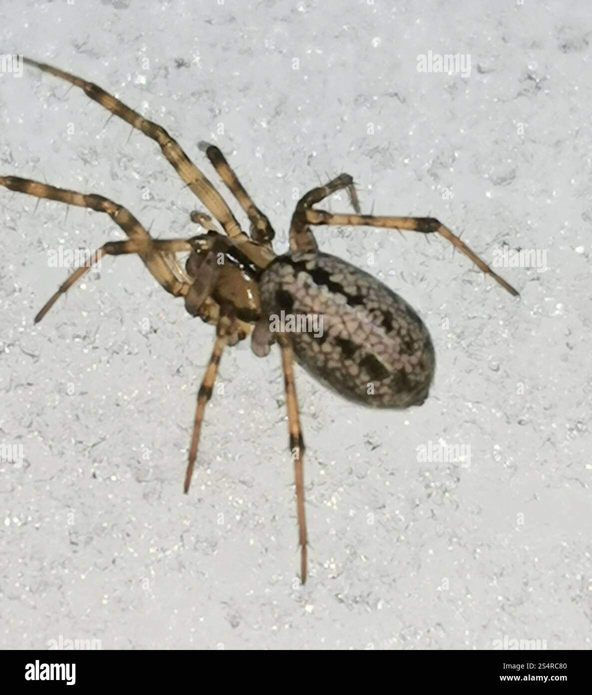 Horse-Head Spider (Stemonyphantes lineatus Stock Photo - Alamy