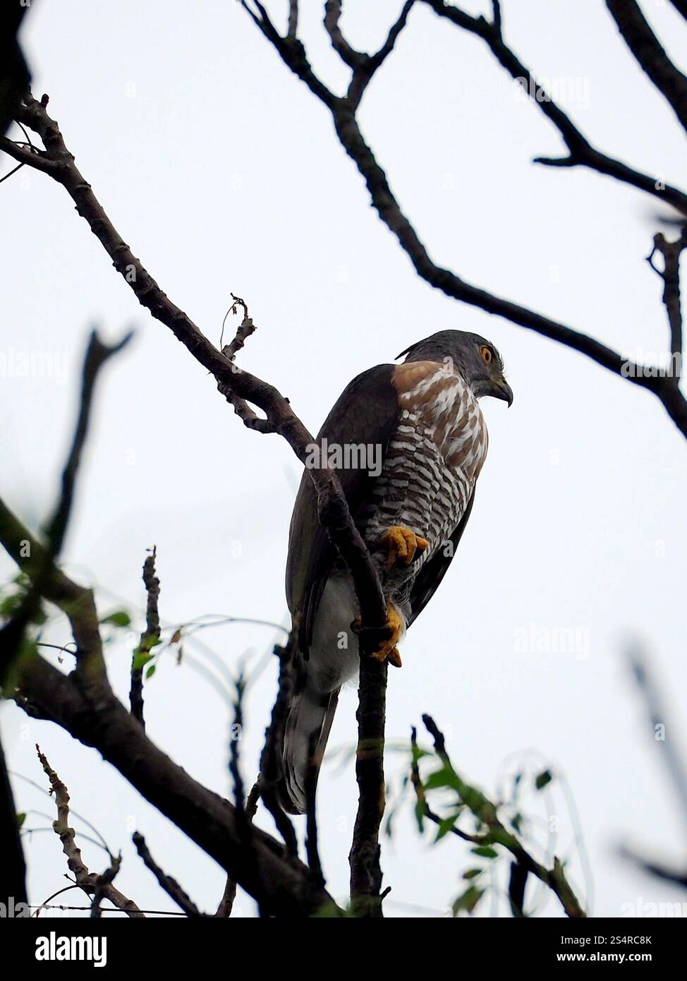 Taiwan Crested Goshawk (Lophospiza trivirgata formosae Stock Photo - Alamy
