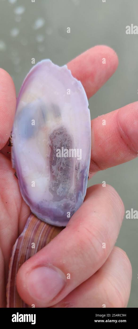Convex Pink Sunset Clam (Gari convexa Stock Photo - Alamy