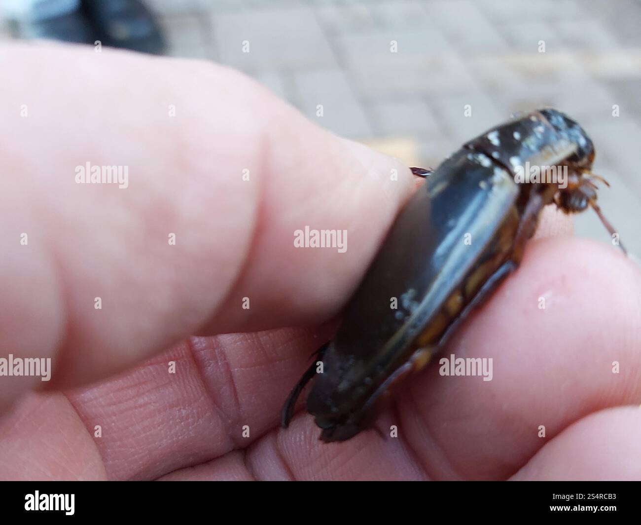 King Diving-beetle (Dytiscus dimidiatus Stock Photo - Alamy