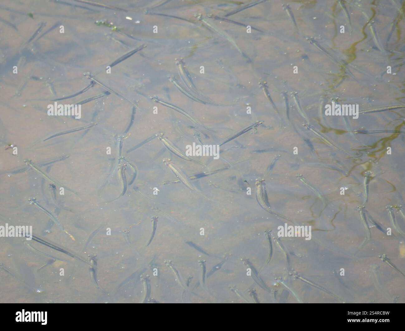 Ray-finned Fishes (Actinopterygii Stock Photo - Alamy