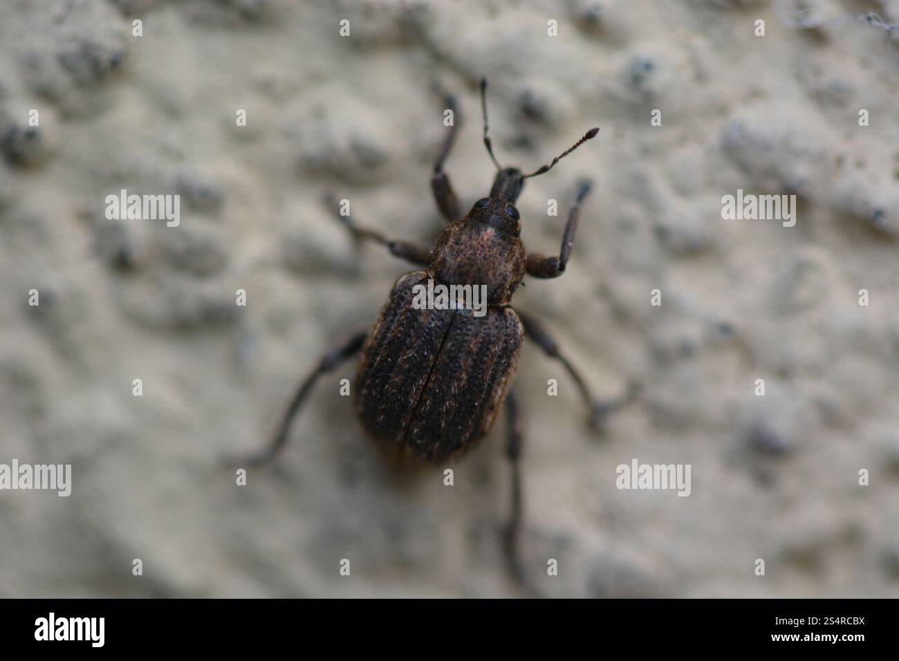 Clover Leaf Weevil (Brachypera zoilus Stock Photo - Alamy