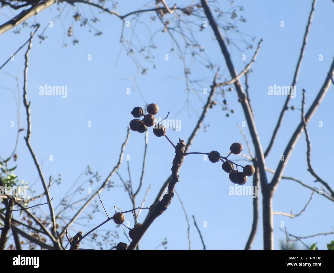Callery pear (Pyrus calleryana Stock Photo - Alamy