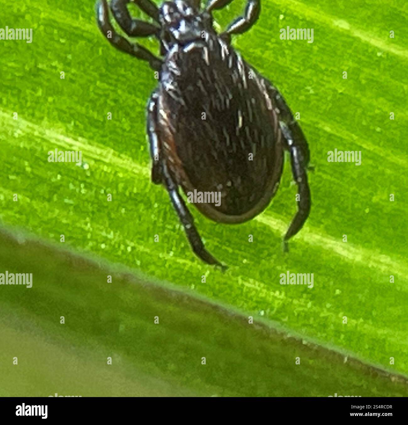 Western Black-legged Tick (Ixodes pacificus Stock Photo - Alamy
