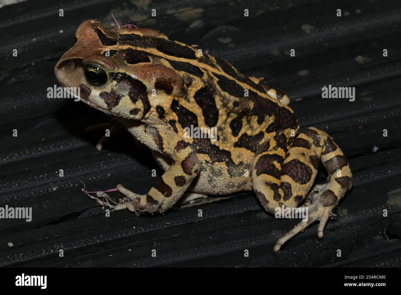Western Leopard Toad (Sclerophrys pantherina Stock Photo - Alamy