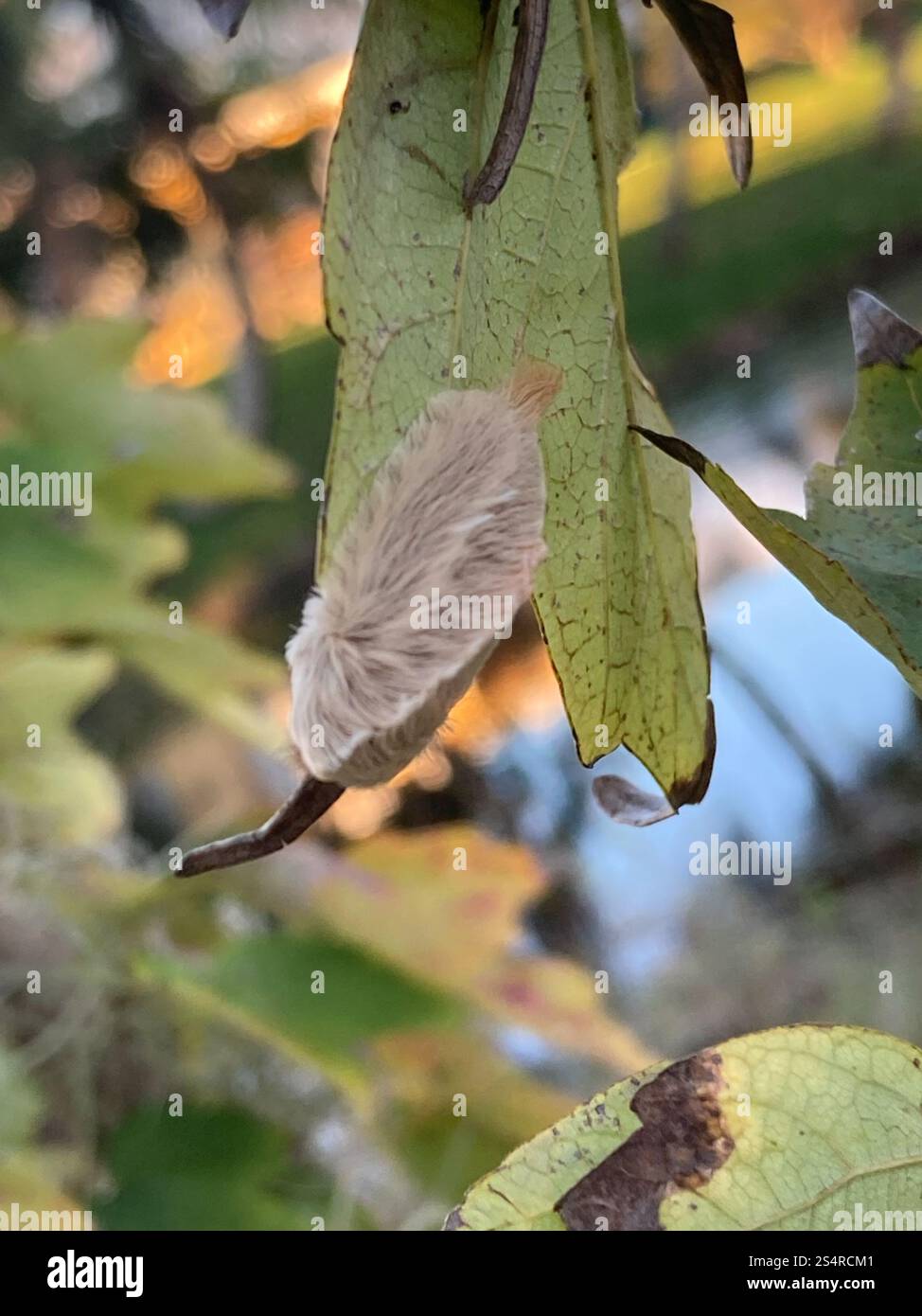 Southern Flannel Moth (Megalopyge opercularis Stock Photo - Alamy