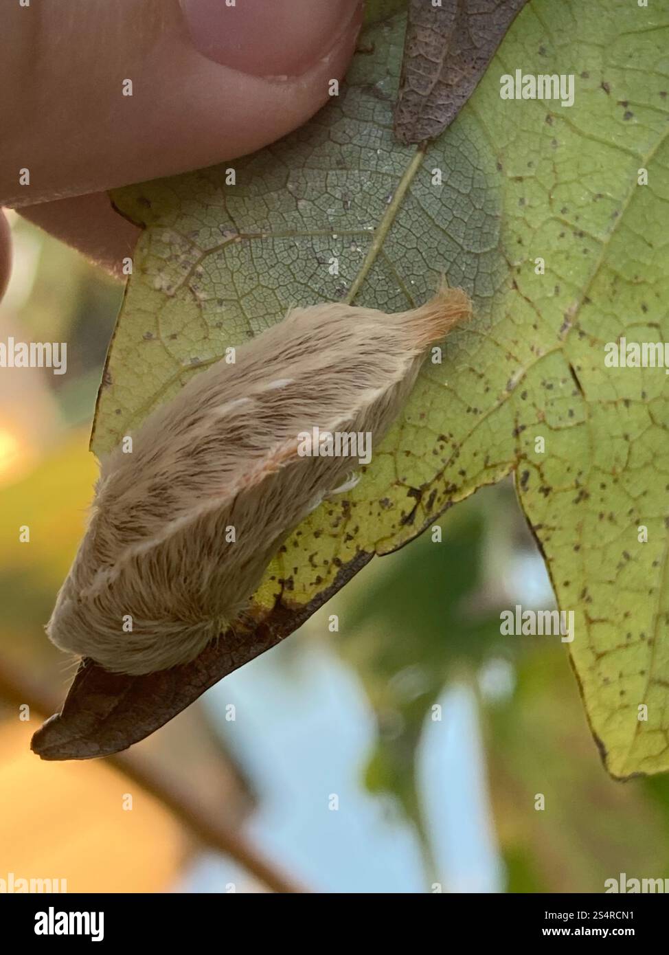 Southern Flannel Moth (Megalopyge opercularis Stock Photo - Alamy