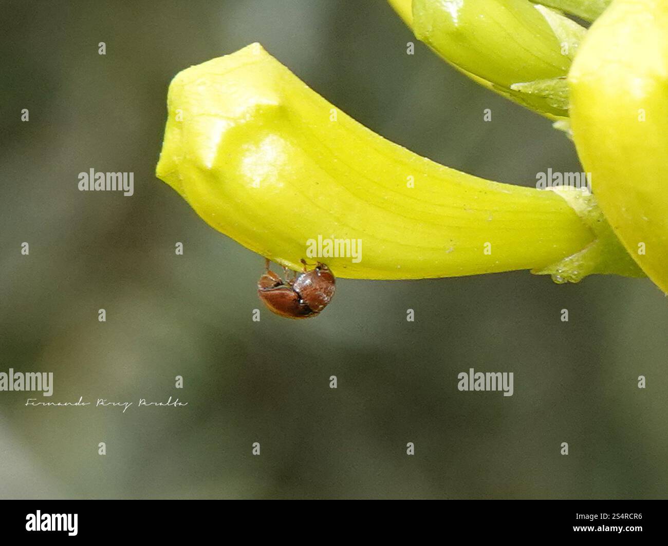 Water, Rove, Scarab, Long-horned, Leaf, and Snout Beetles (Polyphaga ...