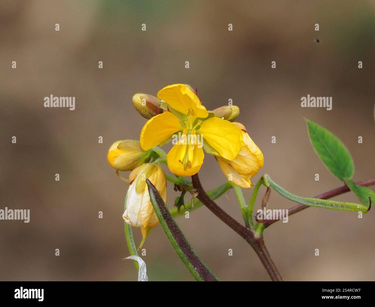 Coffee Senna (Senna occidentalis Stock Photo - Alamy
