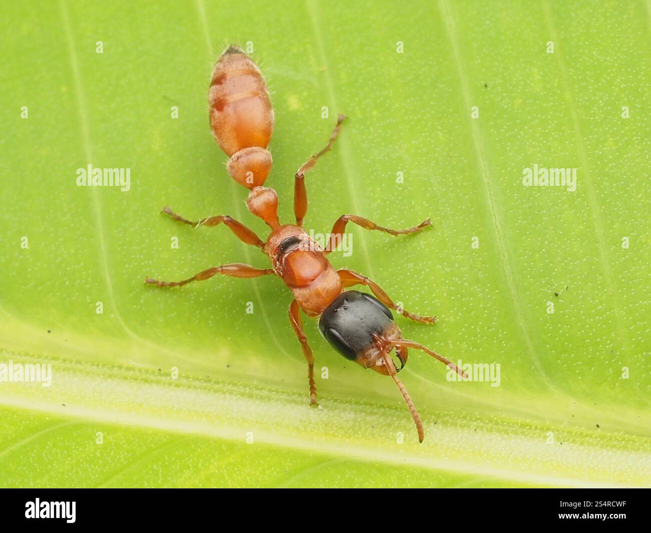 Gracilis-group Twig Ants (Pseudomyrmex gracilis Stock Photo - Alamy