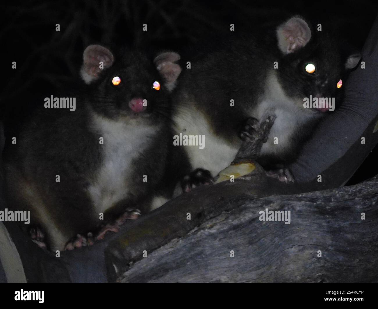Common Ring-tailed Possum (Pseudocheirus peregrinus Stock Photo - Alamy