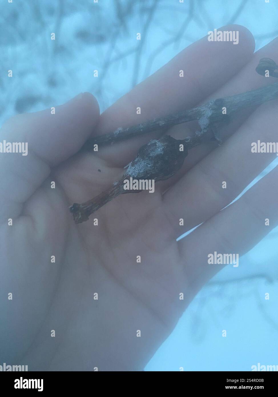 Apple Twig Borer (Amphicerus bicaudatus Stock Photo - Alamy