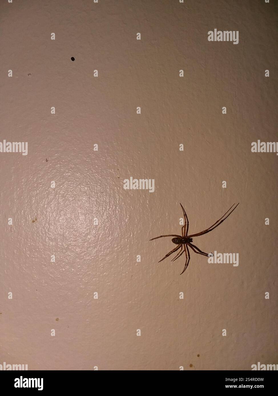 Common House Spider (Parasteatoda tepidariorum Stock Photo - Alamy