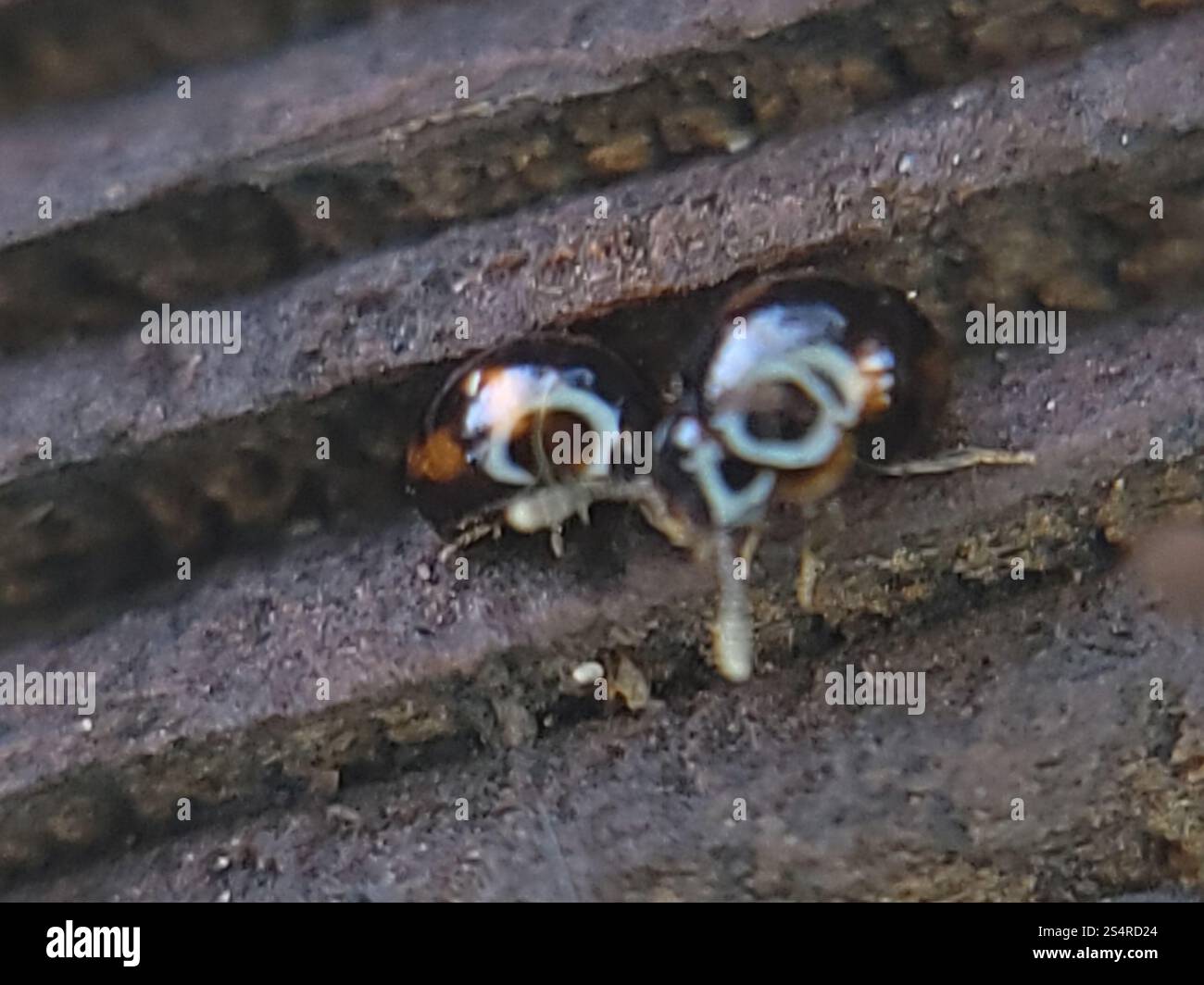 Round Fungus Beetles (Leiodidae Stock Photo - Alamy