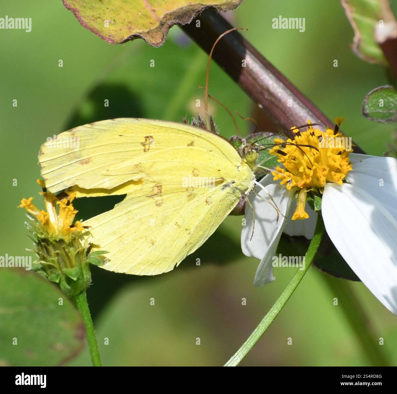 Three-spotted Grass Yellow (Eurema blanda Stock Photo - Alamy