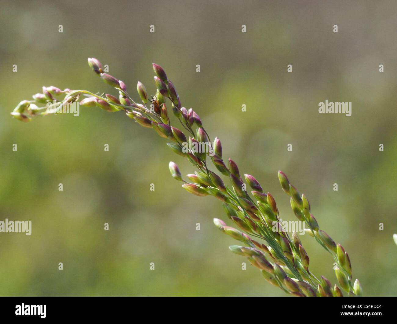 guinea grass (Megathyrsus maximus Stock Photo - Alamy