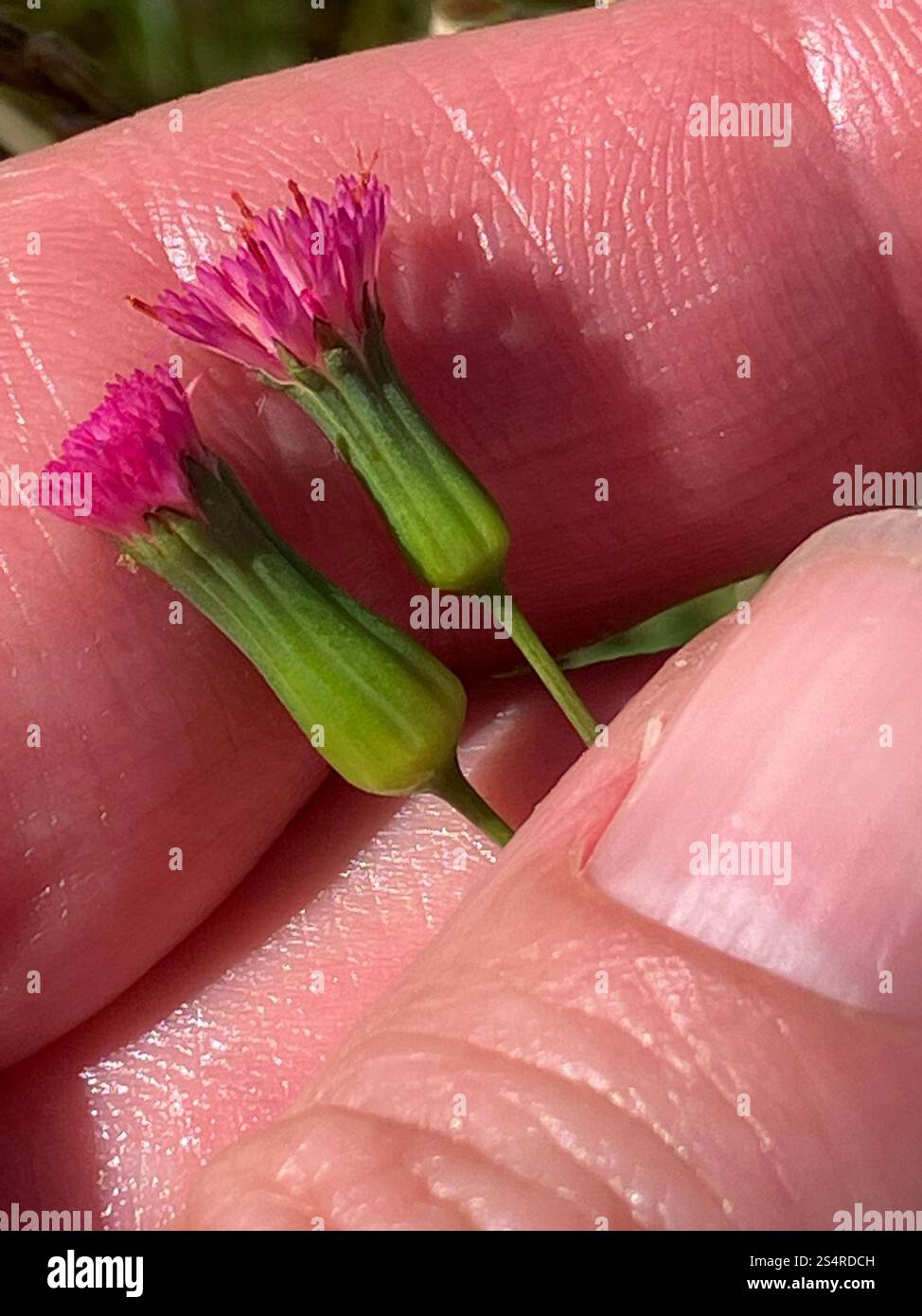 Red Tasselflower (Emilia fosbergii Stock Photo - Alamy