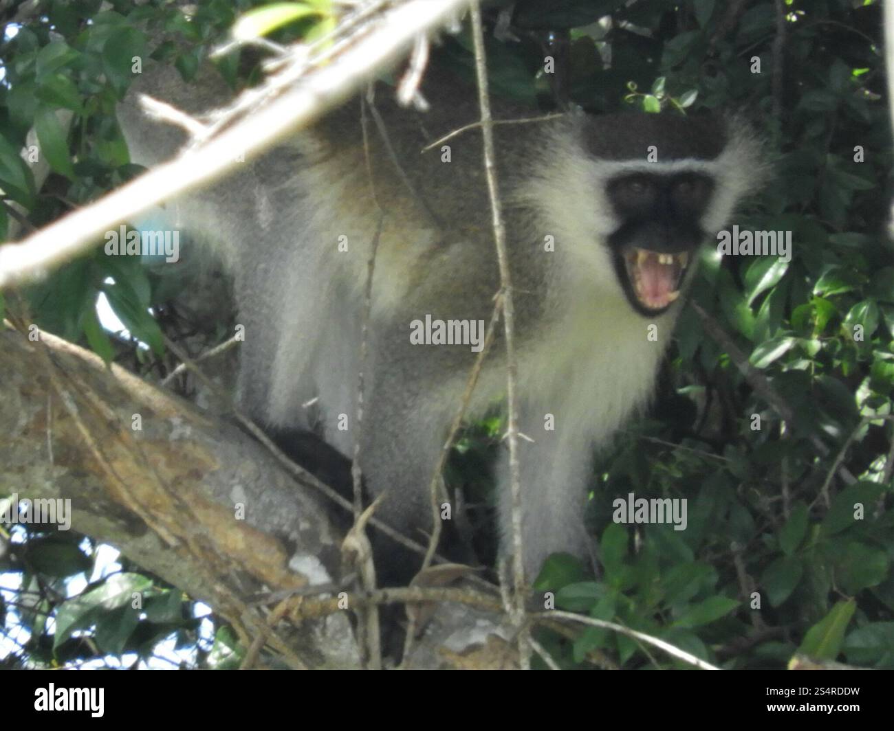 Vervet Monkey (Chlorocebus pygerythrus Stock Photo - Alamy