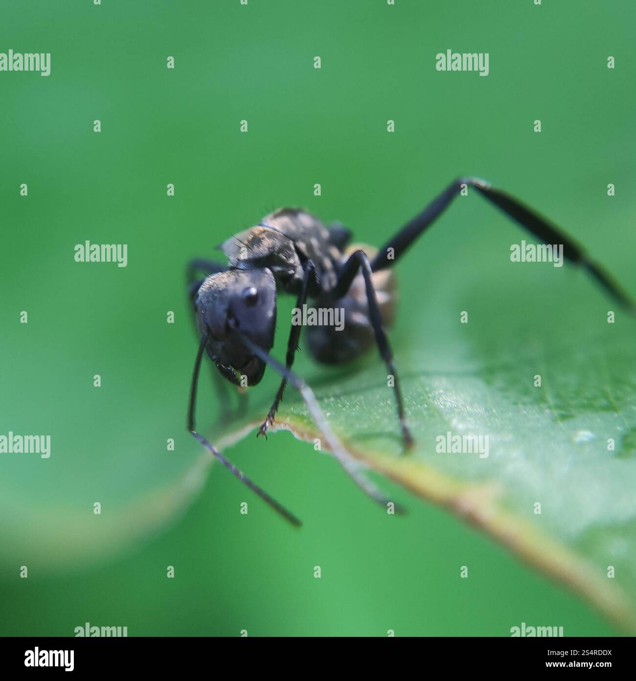 Shimmering Golden Sugar ant (Camponotus sericeiventris Stock Photo - Alamy