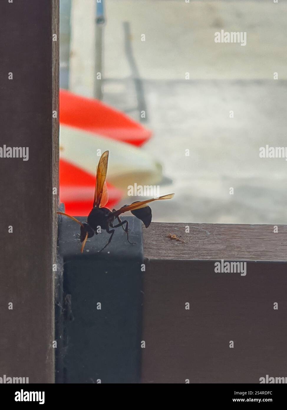 Philippine Black Potter Wasp (Delta pyriforme philippinense Stock Photo ...