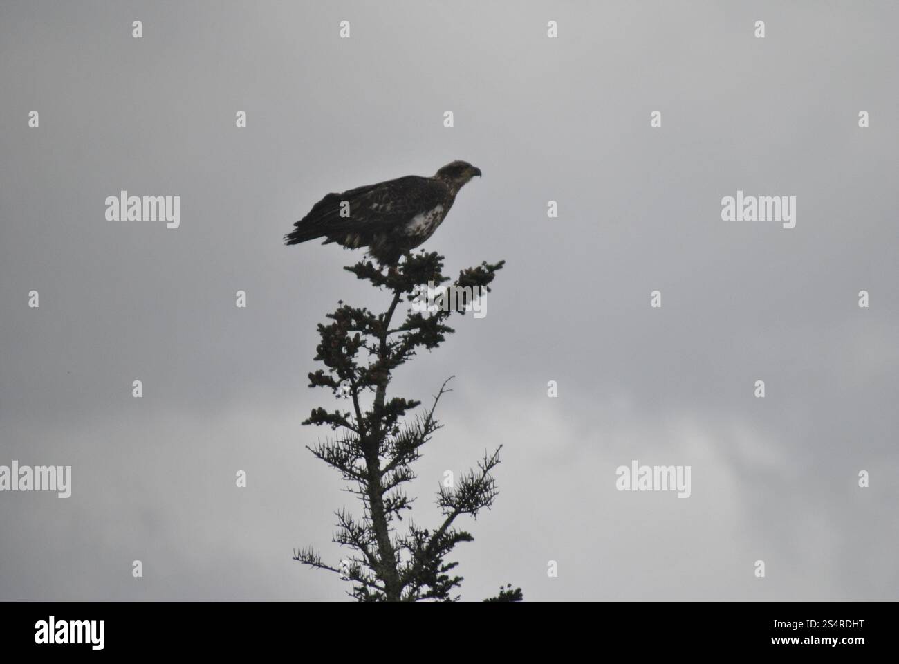 Northern Bald Eagle (Haliaeetus leucocephalus washingtoniensis Stock ...