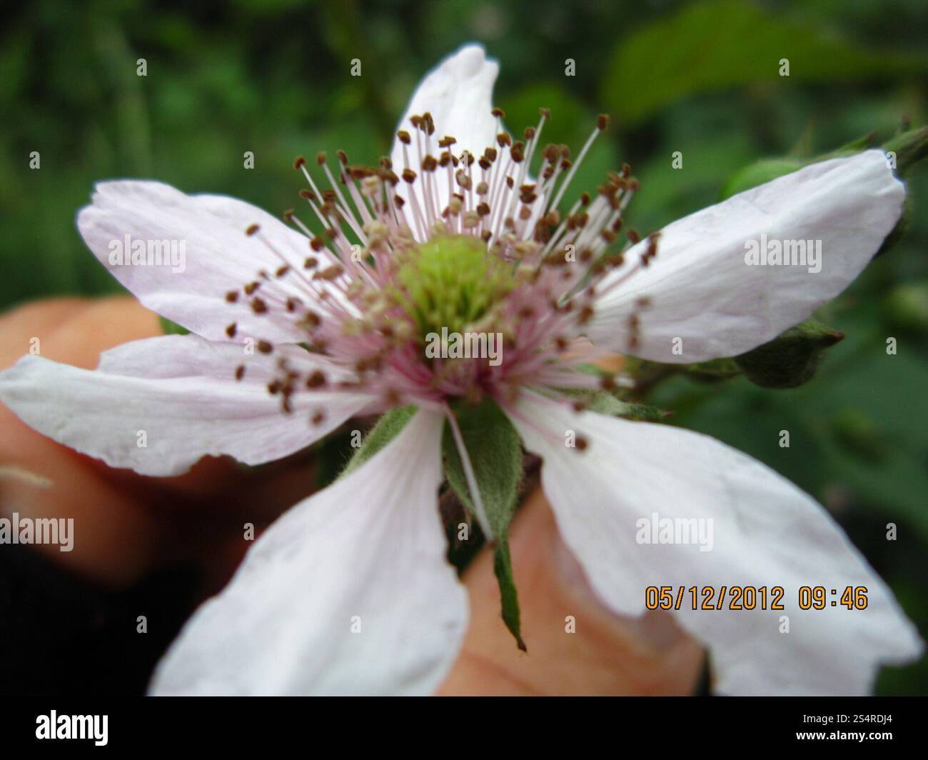White Bramble (Rubus rigidus Stock Photo - Alamy