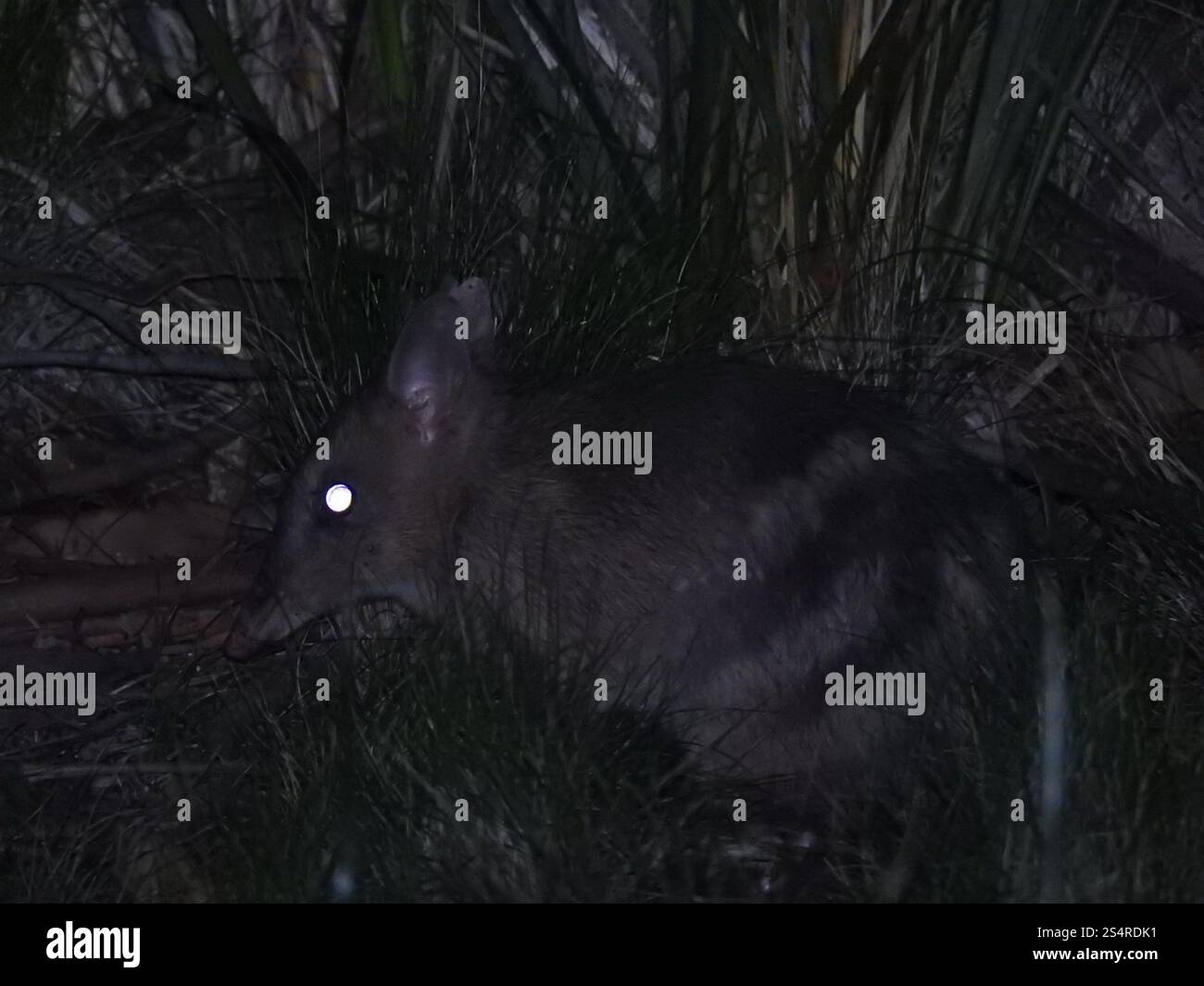 Eastern Barred Bandicoot (Perameles gunnii Stock Photo - Alamy