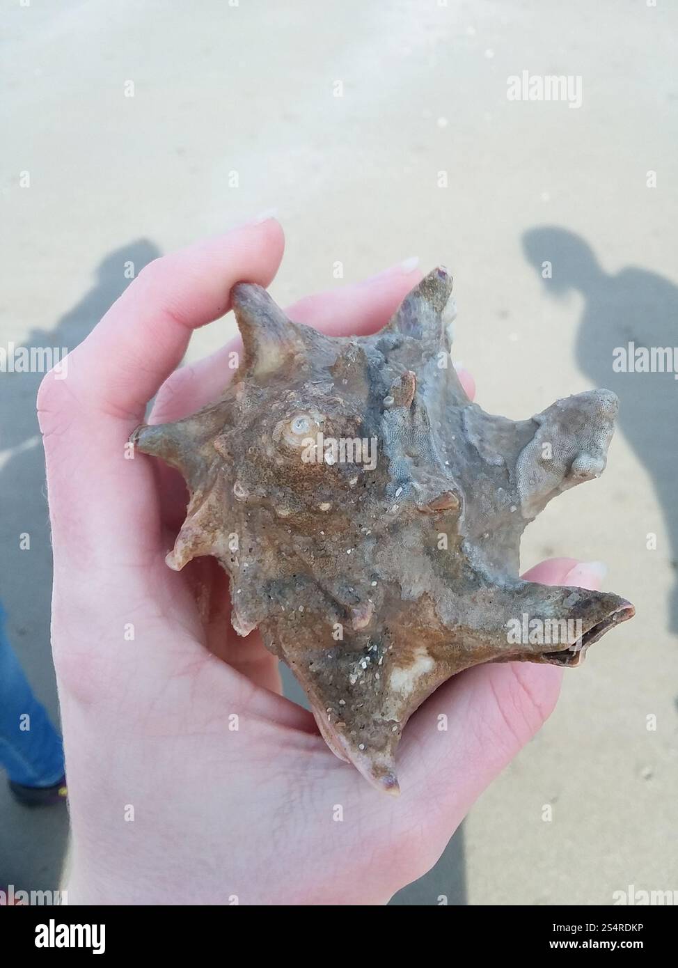 Knobbed Whelk (Busycon carica Stock Photo - Alamy