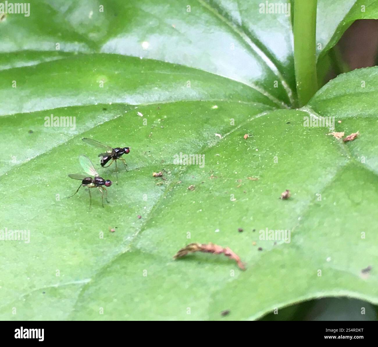 Black Scavenger Flies (Sepsidae Stock Photo - Alamy