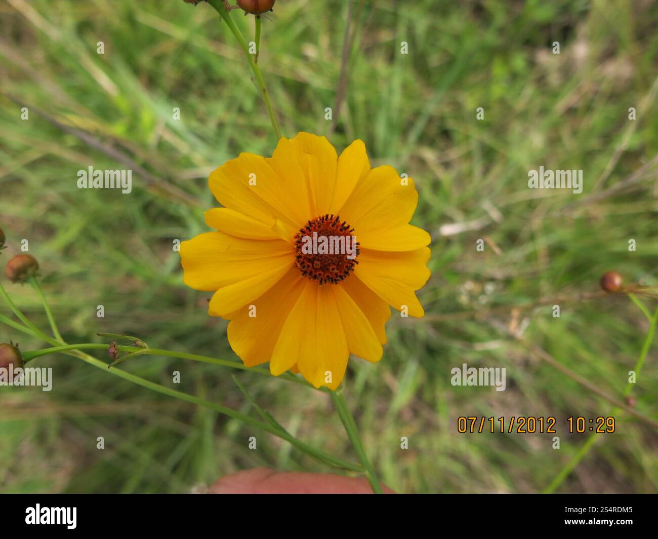 Lance-leaved Coreopsis (Coreopsis lanceolata Stock Photo - Alamy