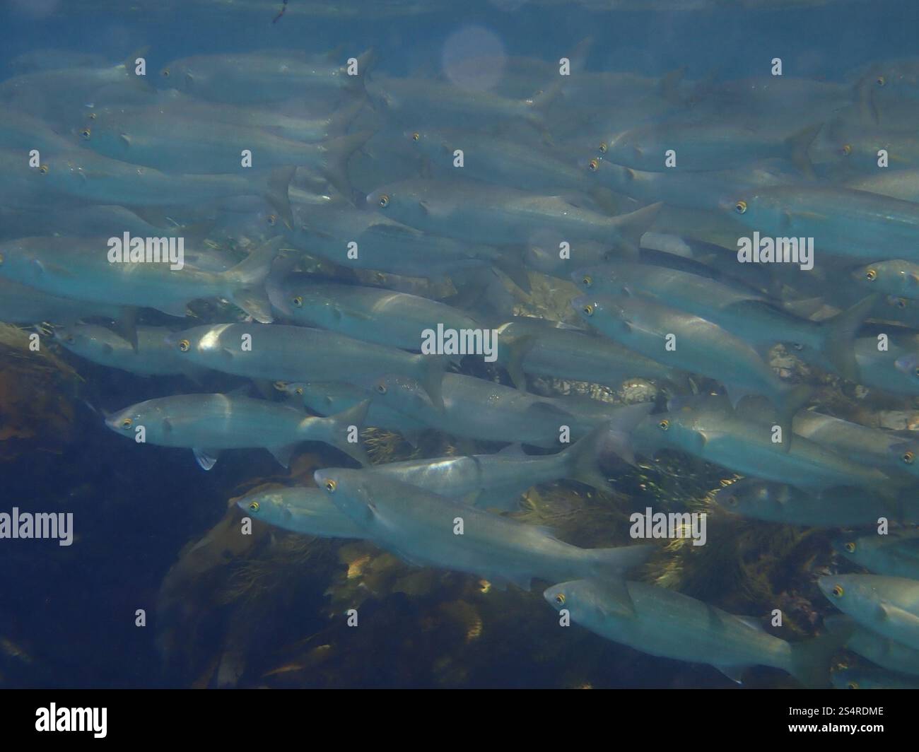 Yelloweye Mullet (Aldrichetta forsteri Stock Photo - Alamy