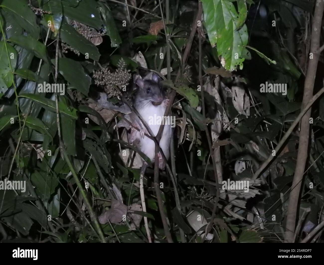 White-tailed Giant Rat (Uromys caudimaculatus Stock Photo - Alamy