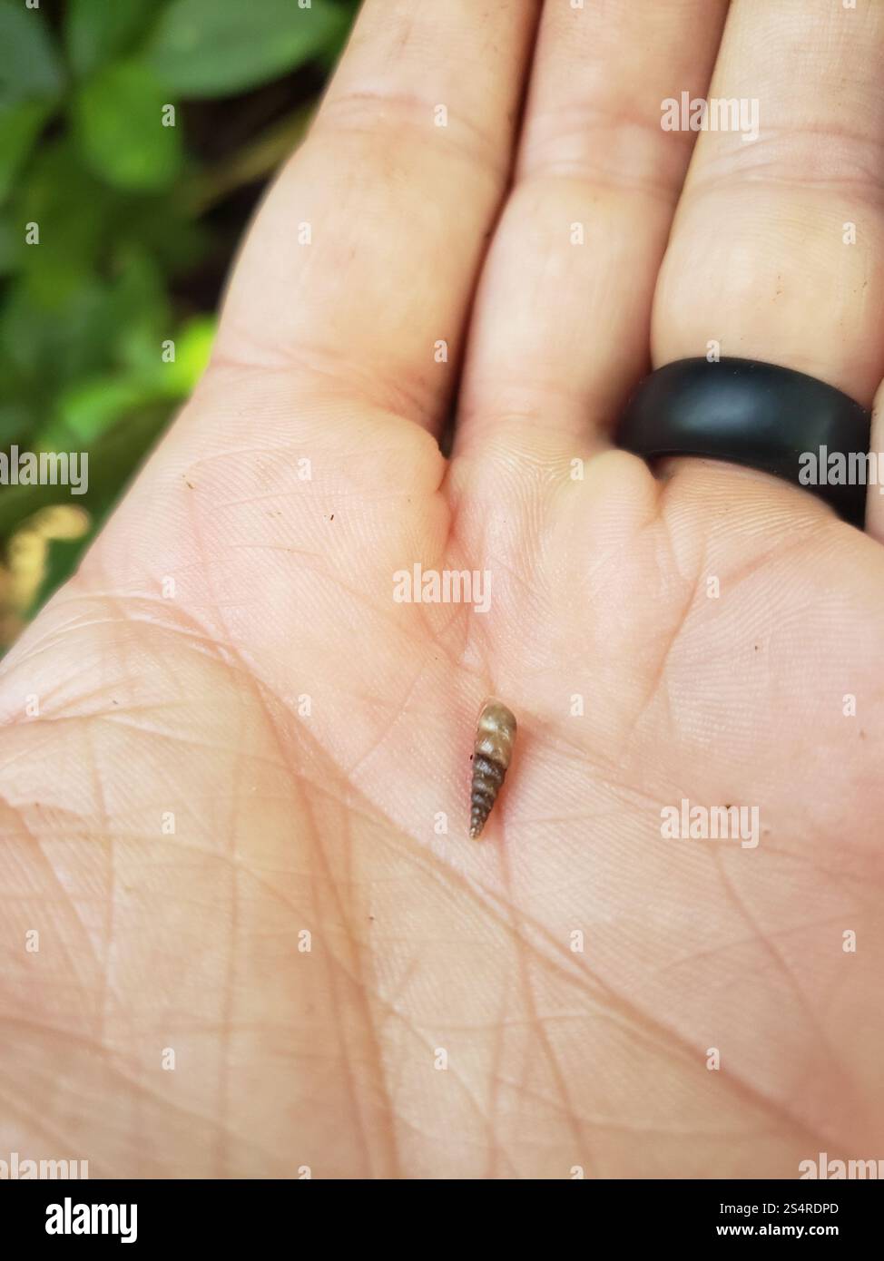 Common Land Snails and Slugs (Stylommatophora Stock Photo - Alamy